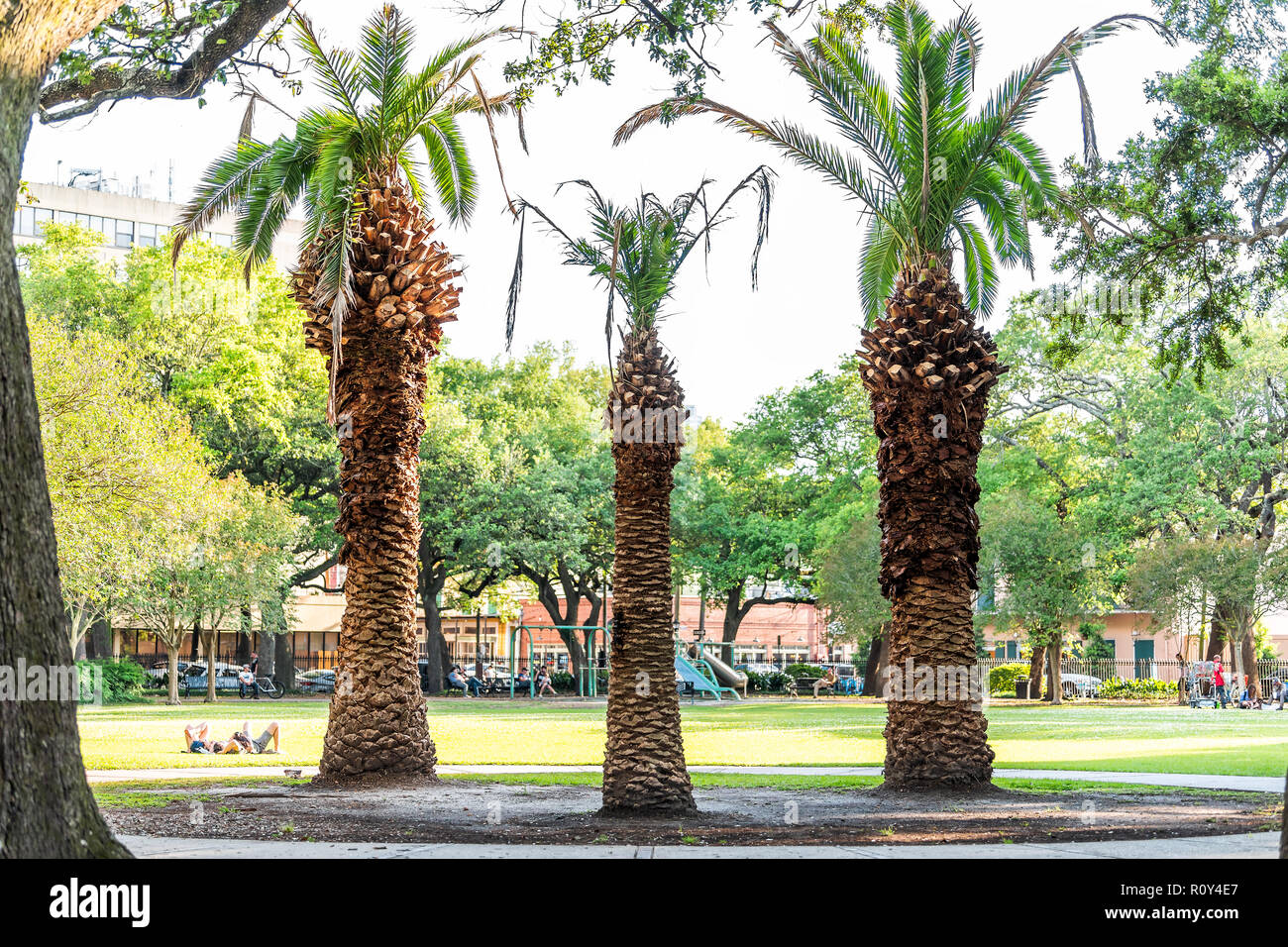 Washington palm trees hi-res stock photography and images - Alamy