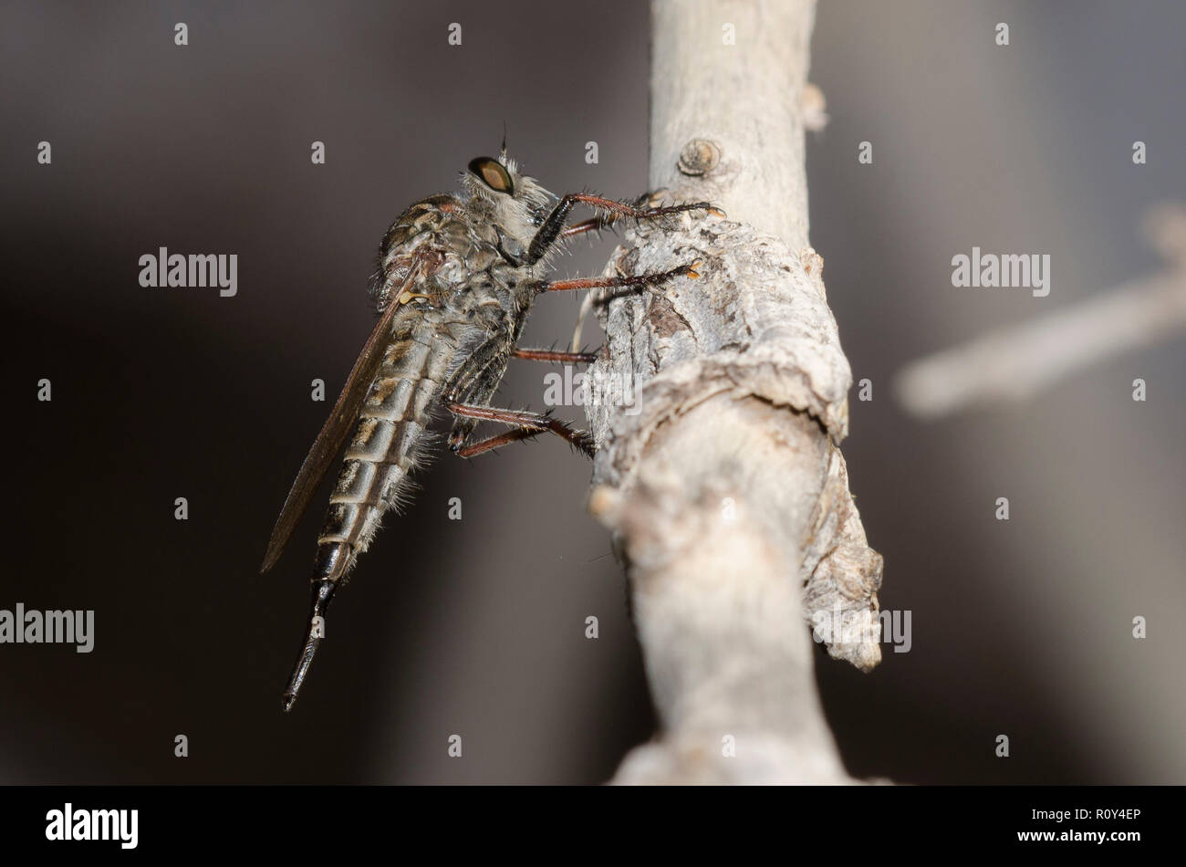 Robber Fly, Efferia sp., female Stock Photo - Alamy