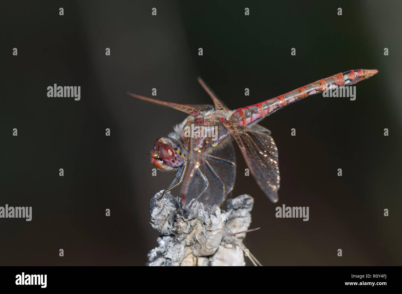 Variegated Meadowhawk, Sympetrum corruptum, male Stock Photo - Alamy