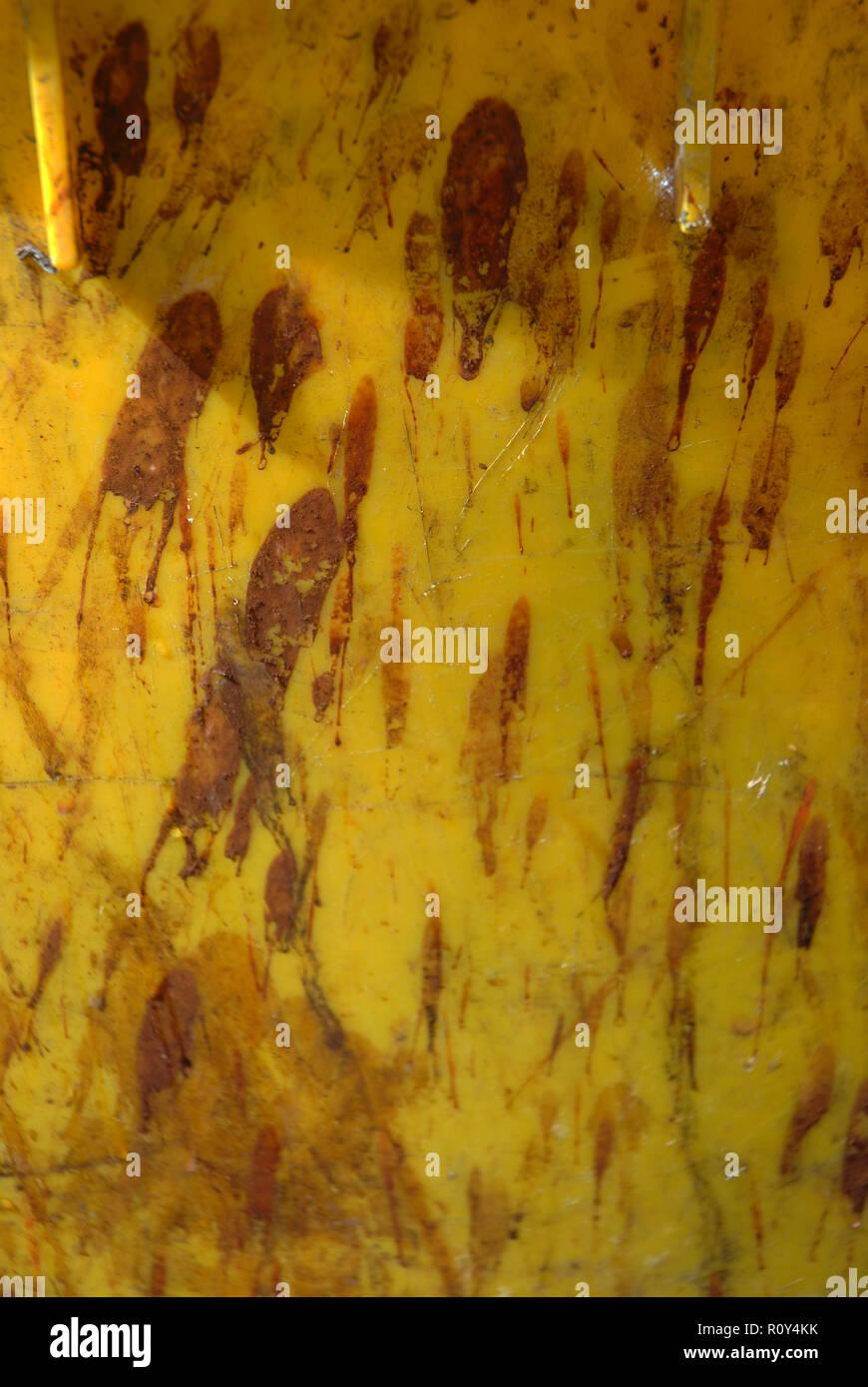 Betel nuts spit on bin, Honiara Central Market, Solomon Islands Stock ...