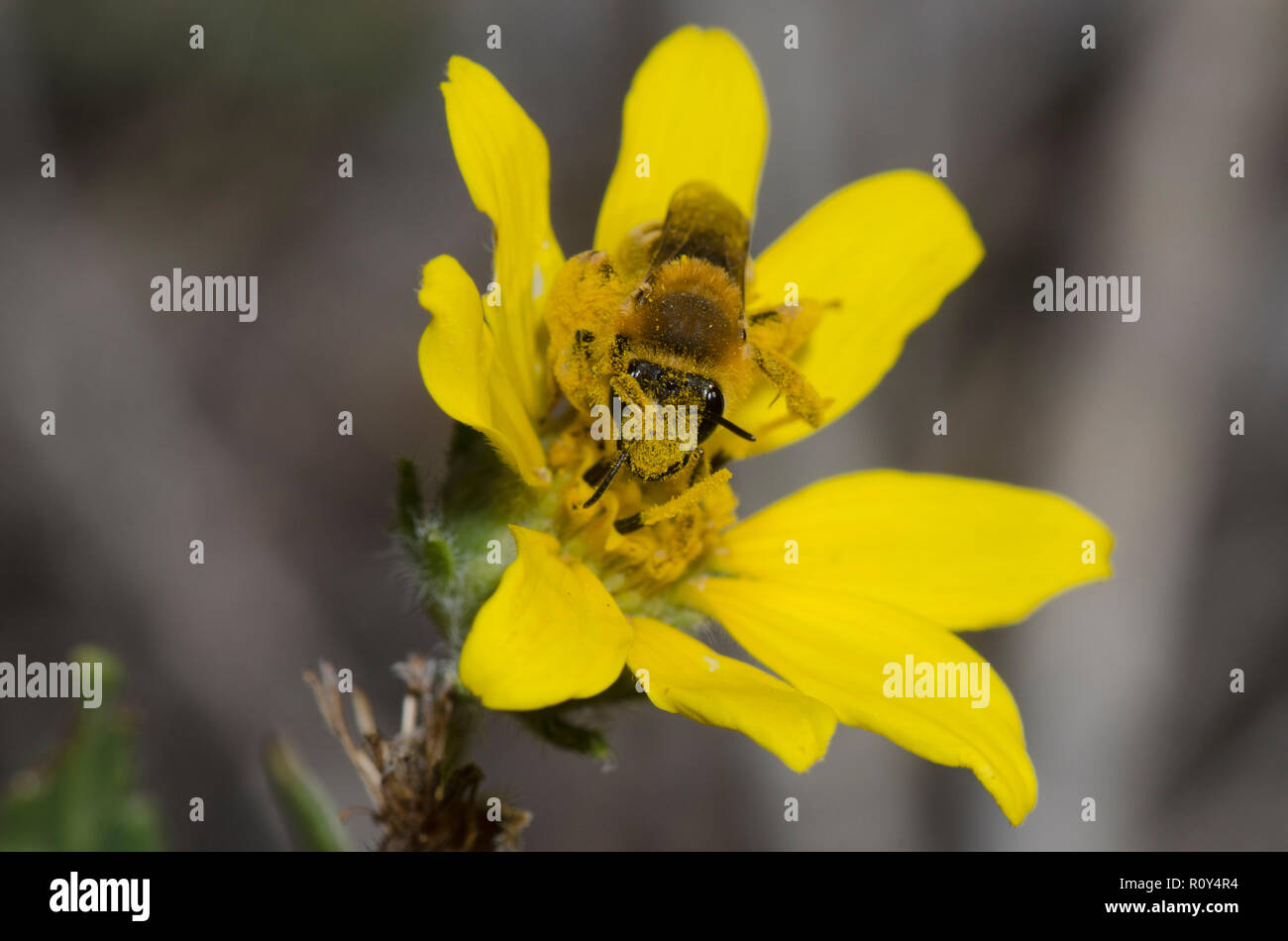 Mining bee pollinating hi-res stock photography and images - Alamy