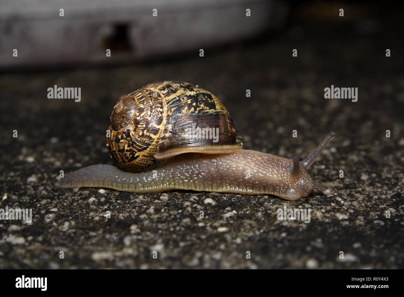 Common Garden Snail, Helix aspersa Stock Photo - Alamy