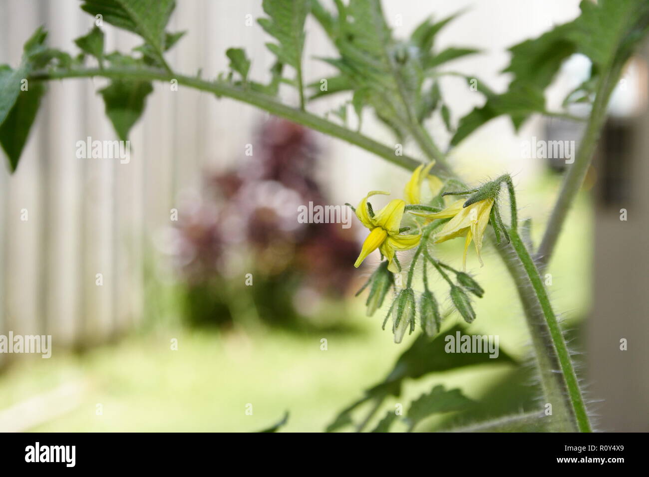 Flowering Tomato plant Stock Photo - Alamy