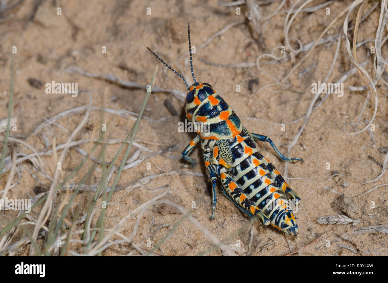 Rainbow grasshopper hi-res stock photography and images - Alamy