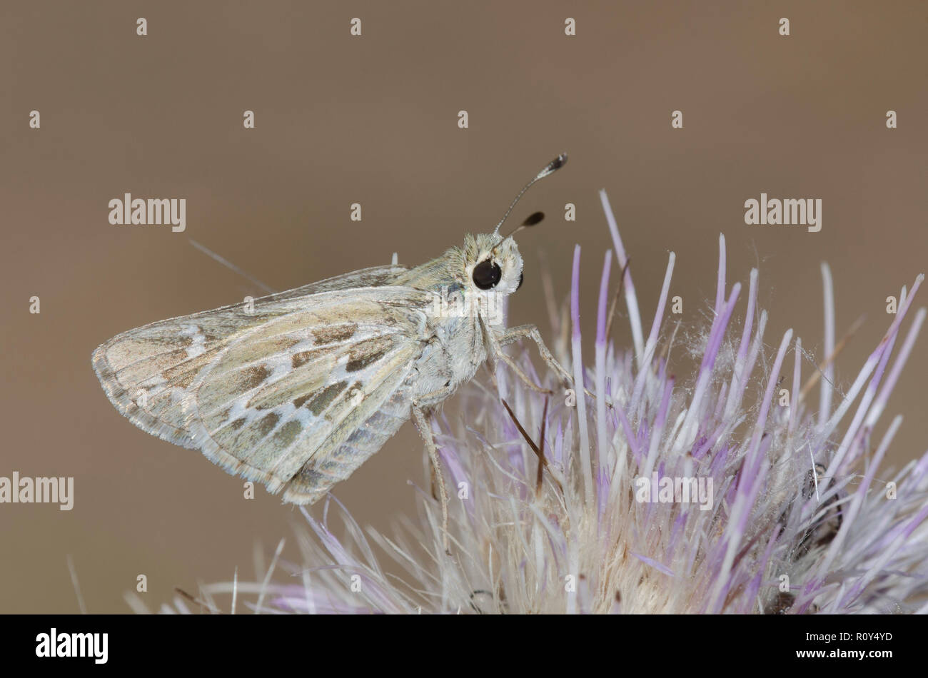 Hesperia uncas hi-res stock photography and images - Alamy