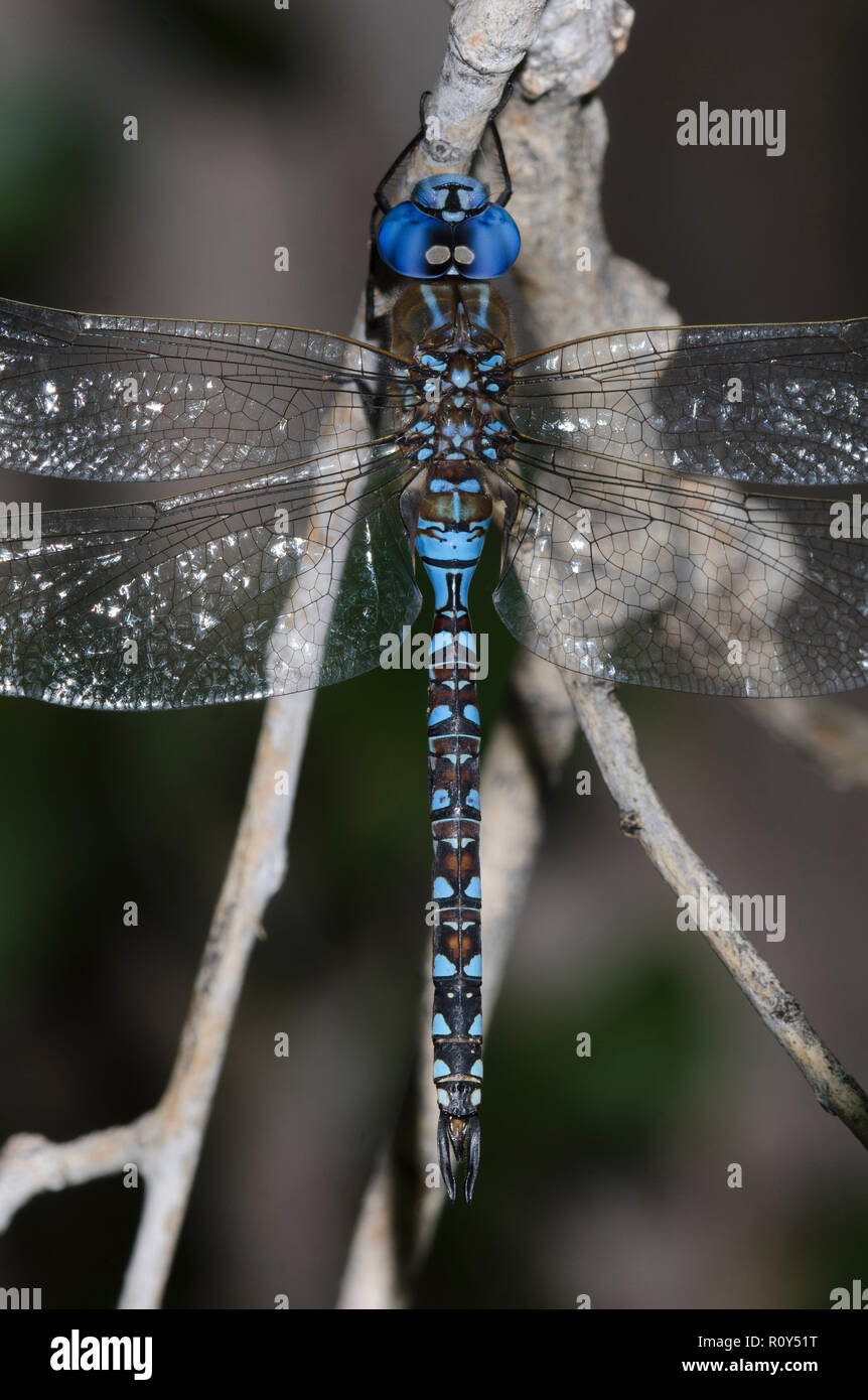 Rhionaeschna multicolor hi-res stock photography and images - Alamy