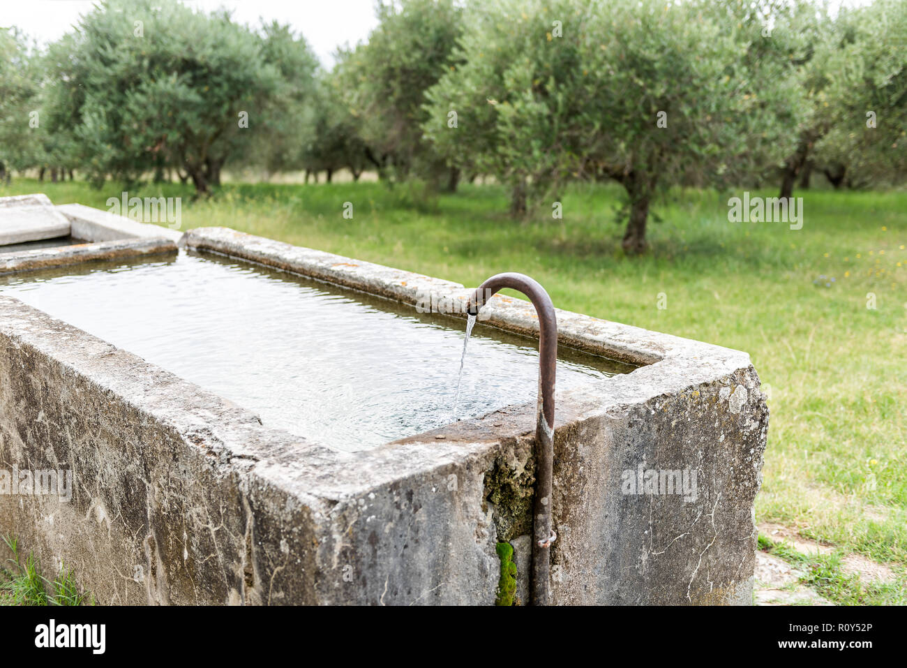 Landscape view of Green olive trees grove farm Italian countryside in ...