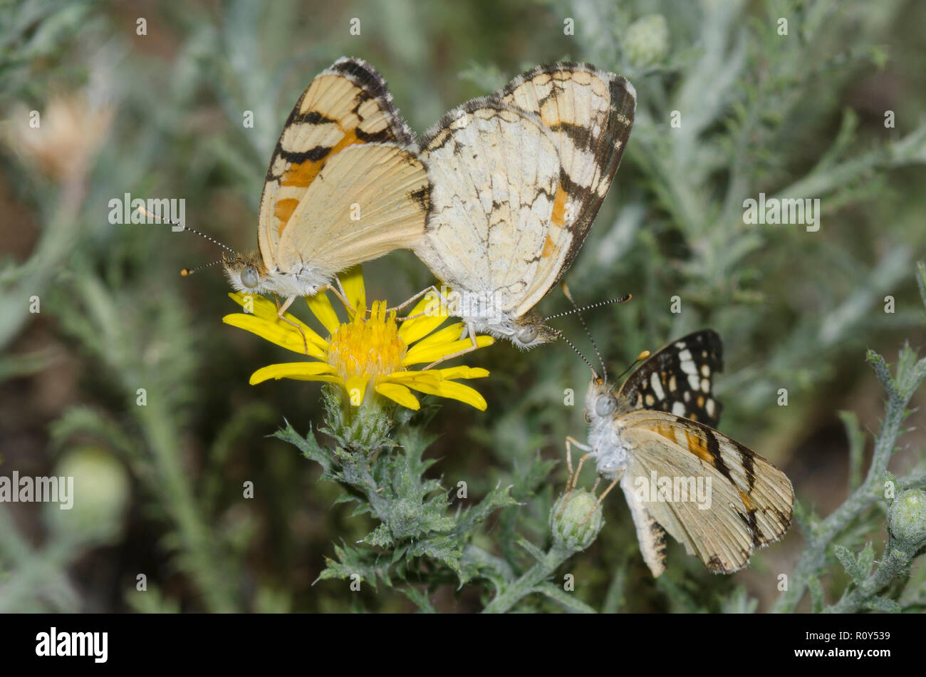 Painted Crescents, Phyciodes picta, mated pair with intruding male on ...