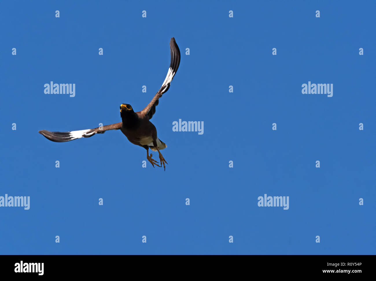 Mynah bird hi-res stock photography and images - Alamy