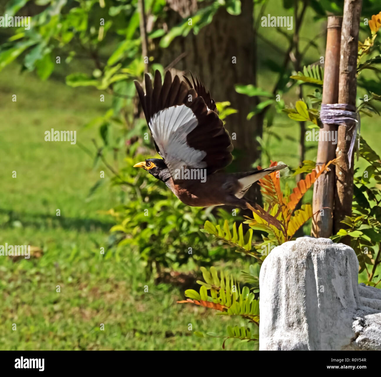 Jumping feather hi-res stock photography and images - Alamy