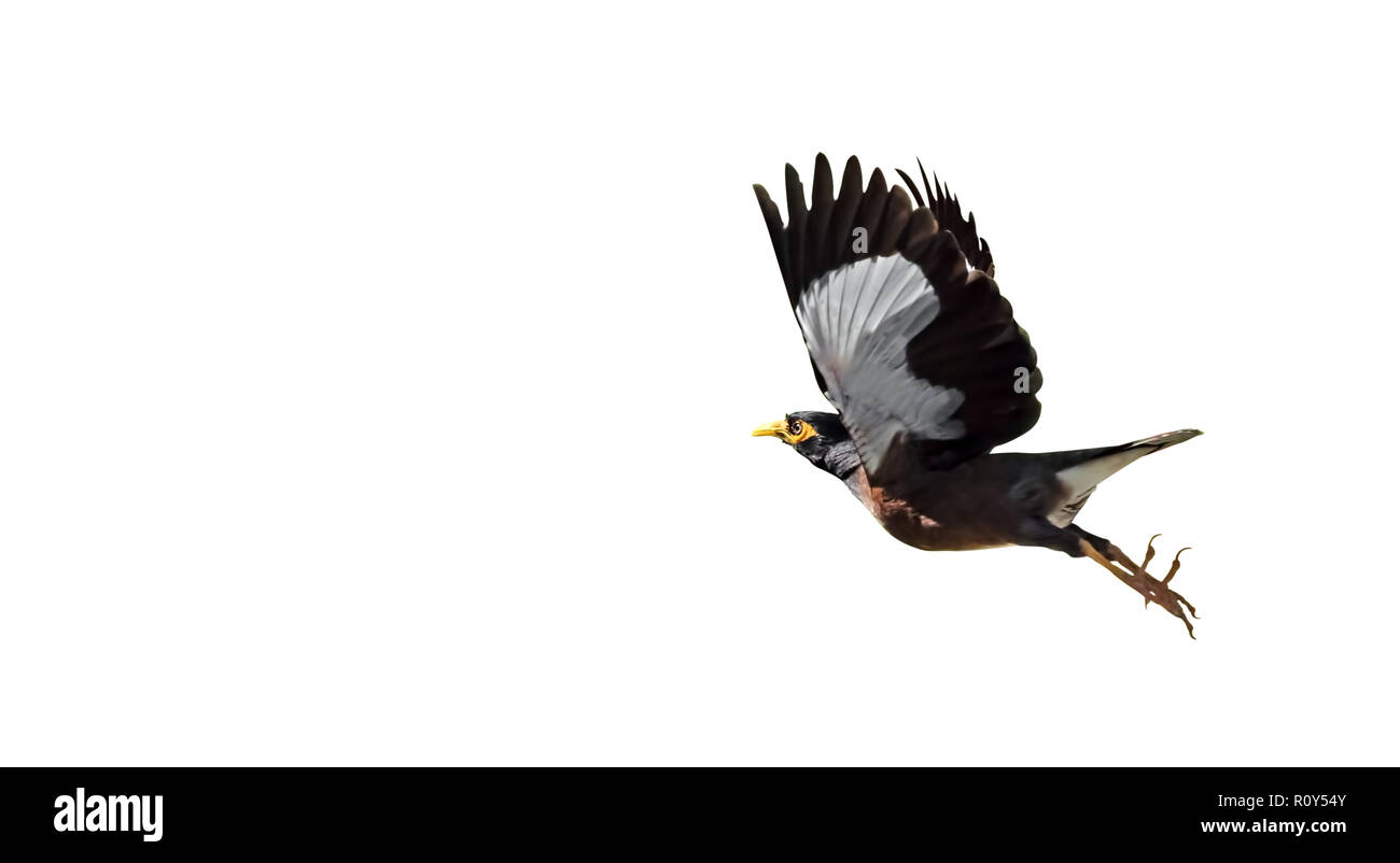 Maina Bird Clipart Cartoon