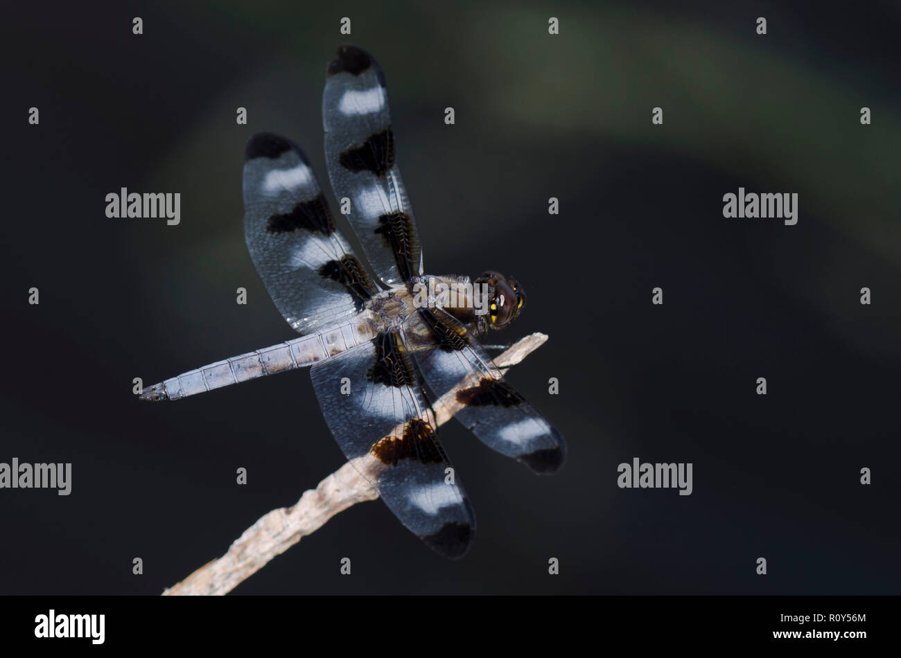 Male Skimmer High Resolution Stock Photography and Images - Alamy