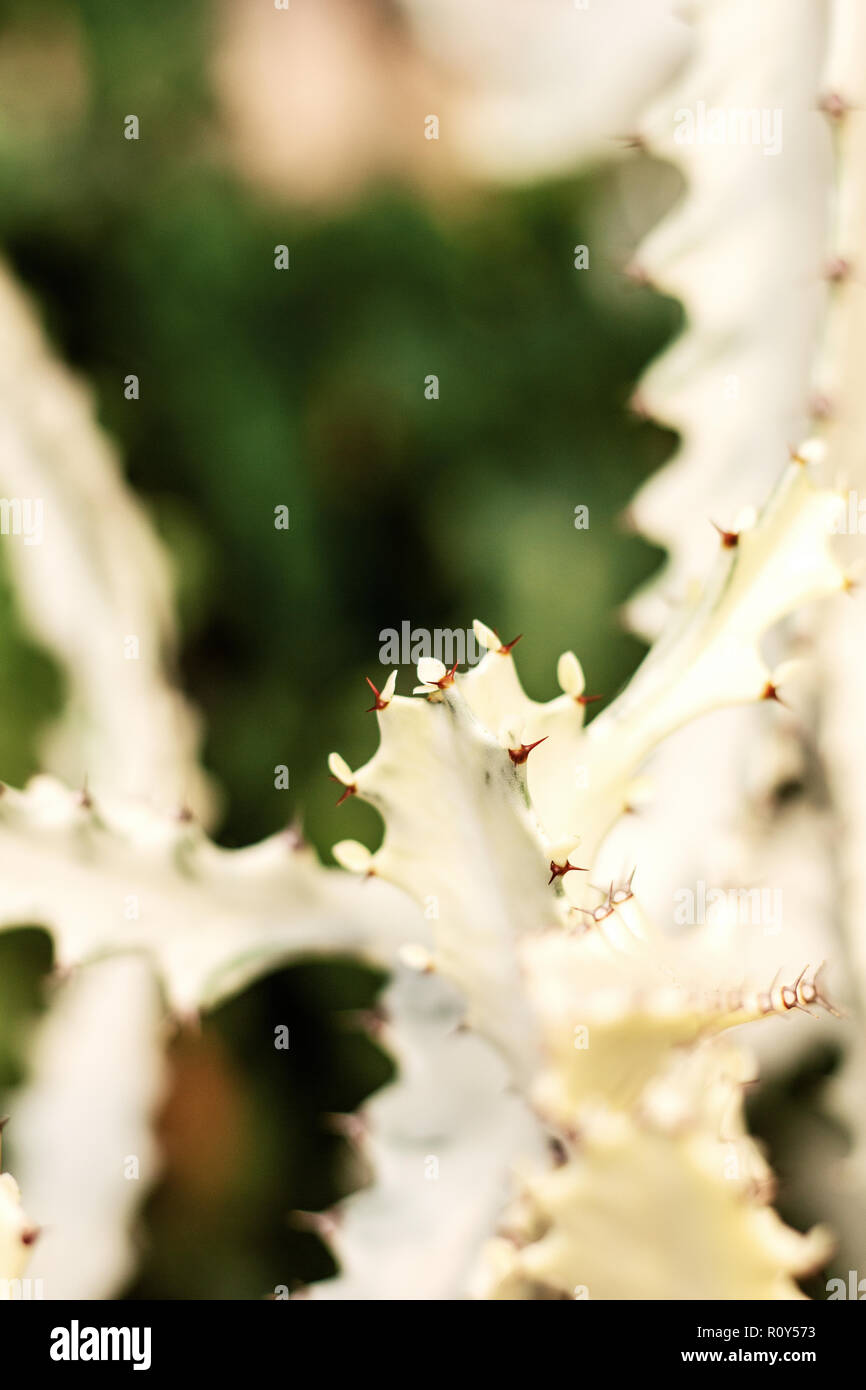 Cactus of spike with sunlight in the tropical Stock Photo - Alamy