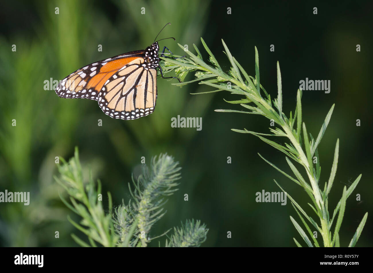 Monarch, Danaus plexippus Stock Photo - Alamy