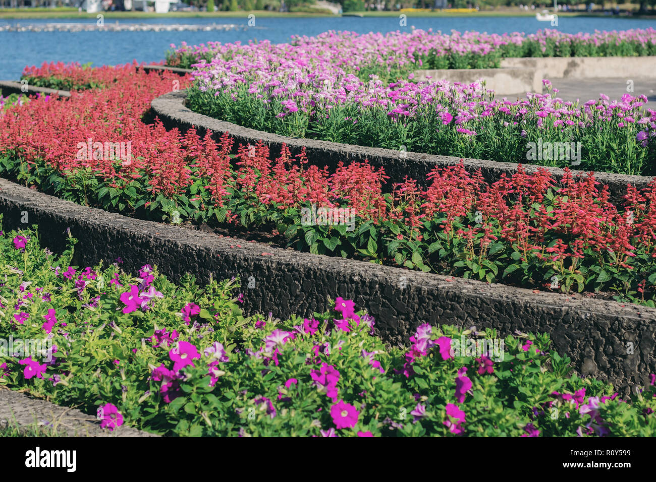 Flower on plot with the colorful in garden Stock Photo - Alamy