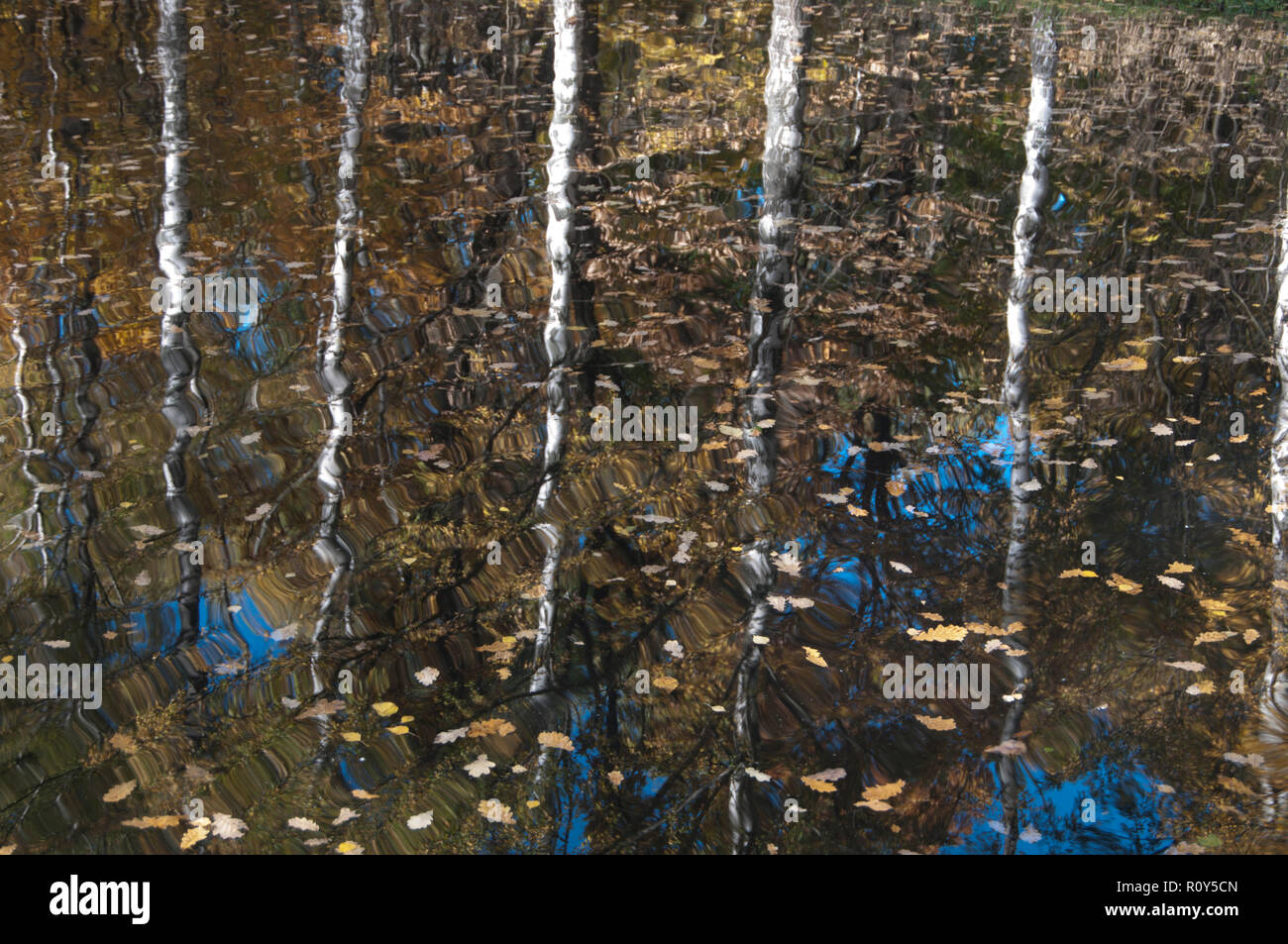 Reflection of autumn trees in a pond as a background Stock Photo - Alamy
