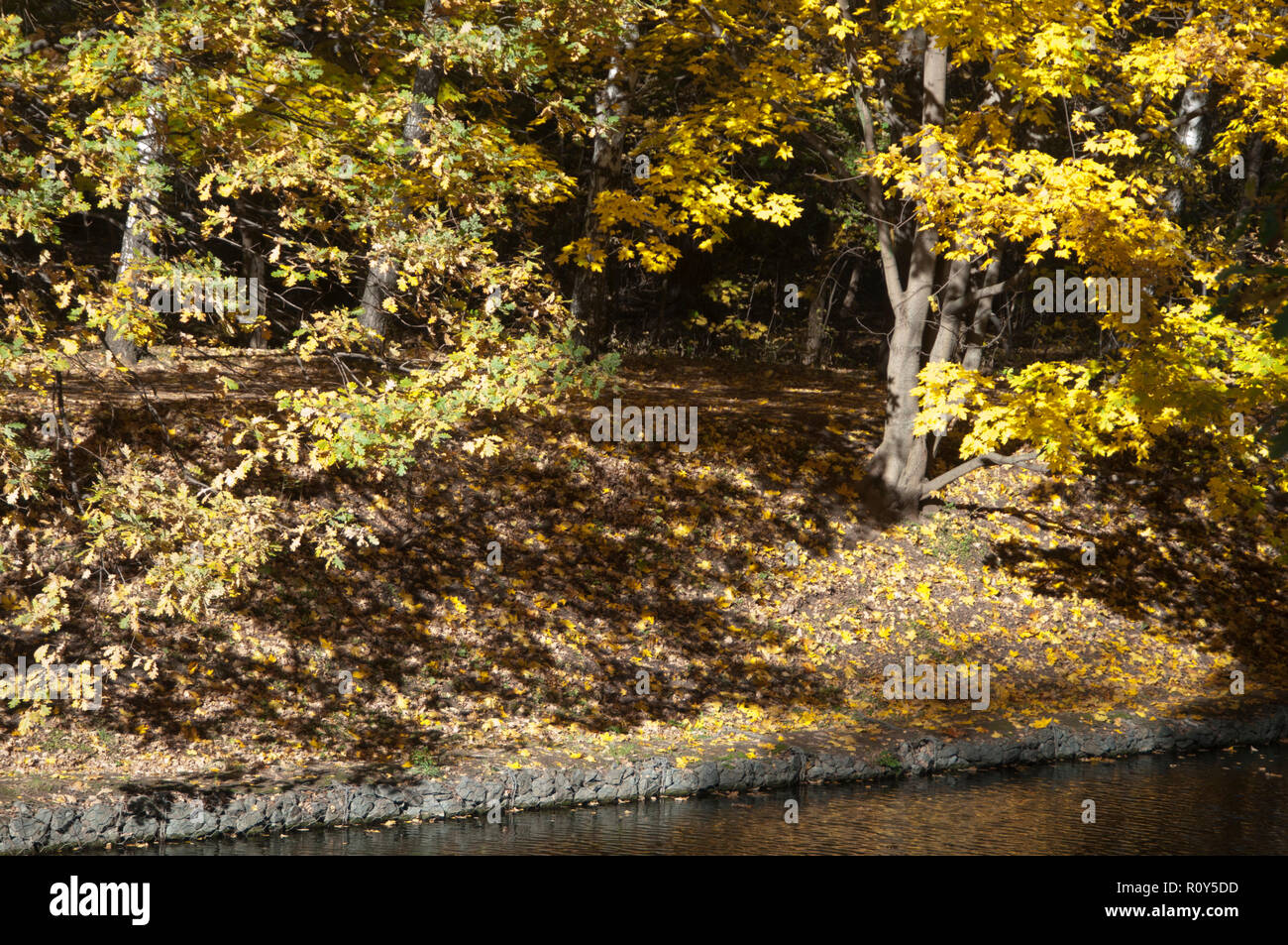 Autumn landscape in Sokolniki park in Moscow, Russia Stock Photo - Alamy