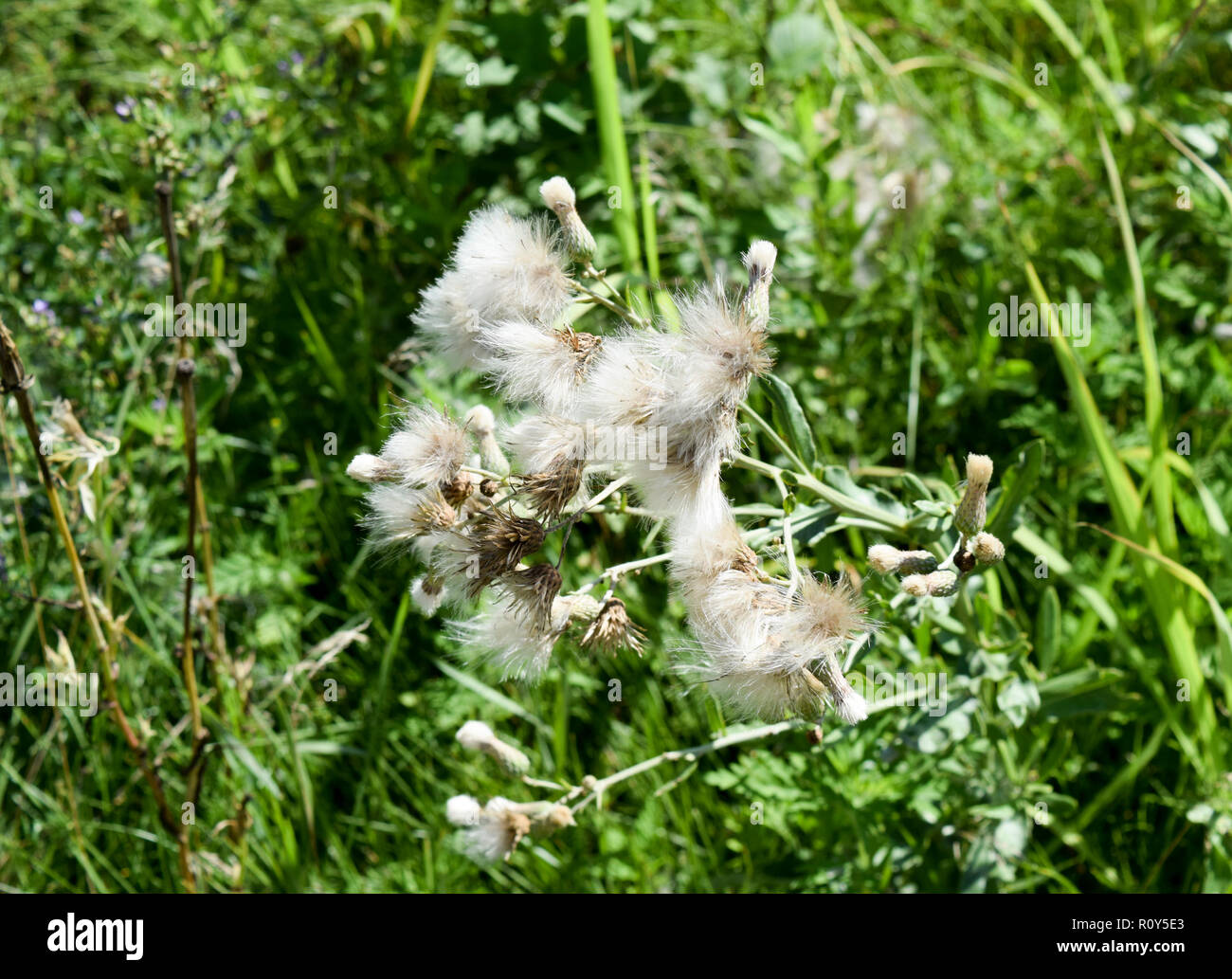 fluffy tuber seeds. A thorny weedy plant Stock Photo - Alamy