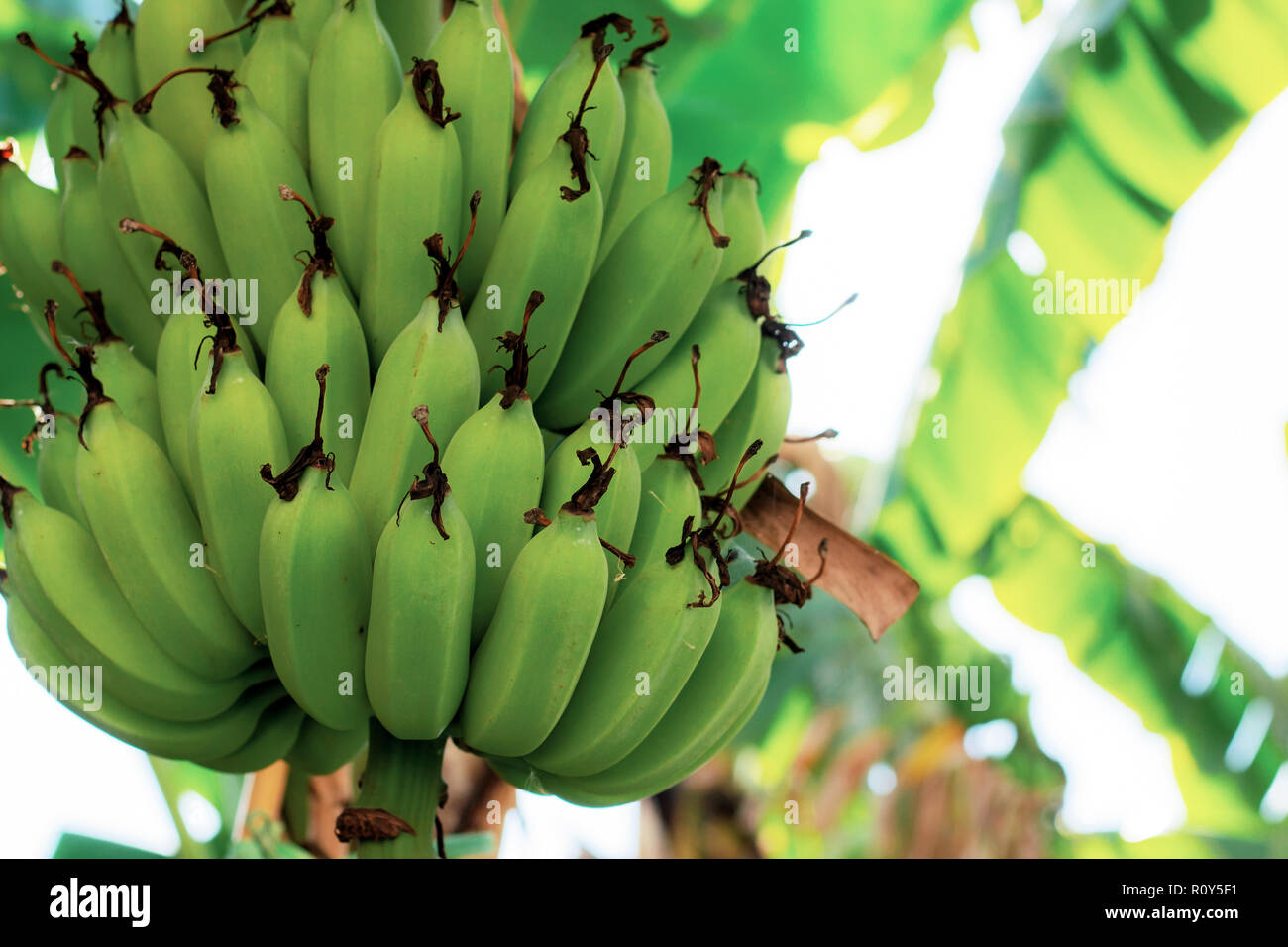 Raw banana with sunlight at sky in farm Stock Photo - Alamy