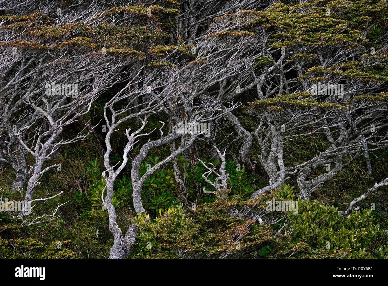 October 23, 2018 - Tierra del Fuego, Argentina - Southern Beech Forest ...