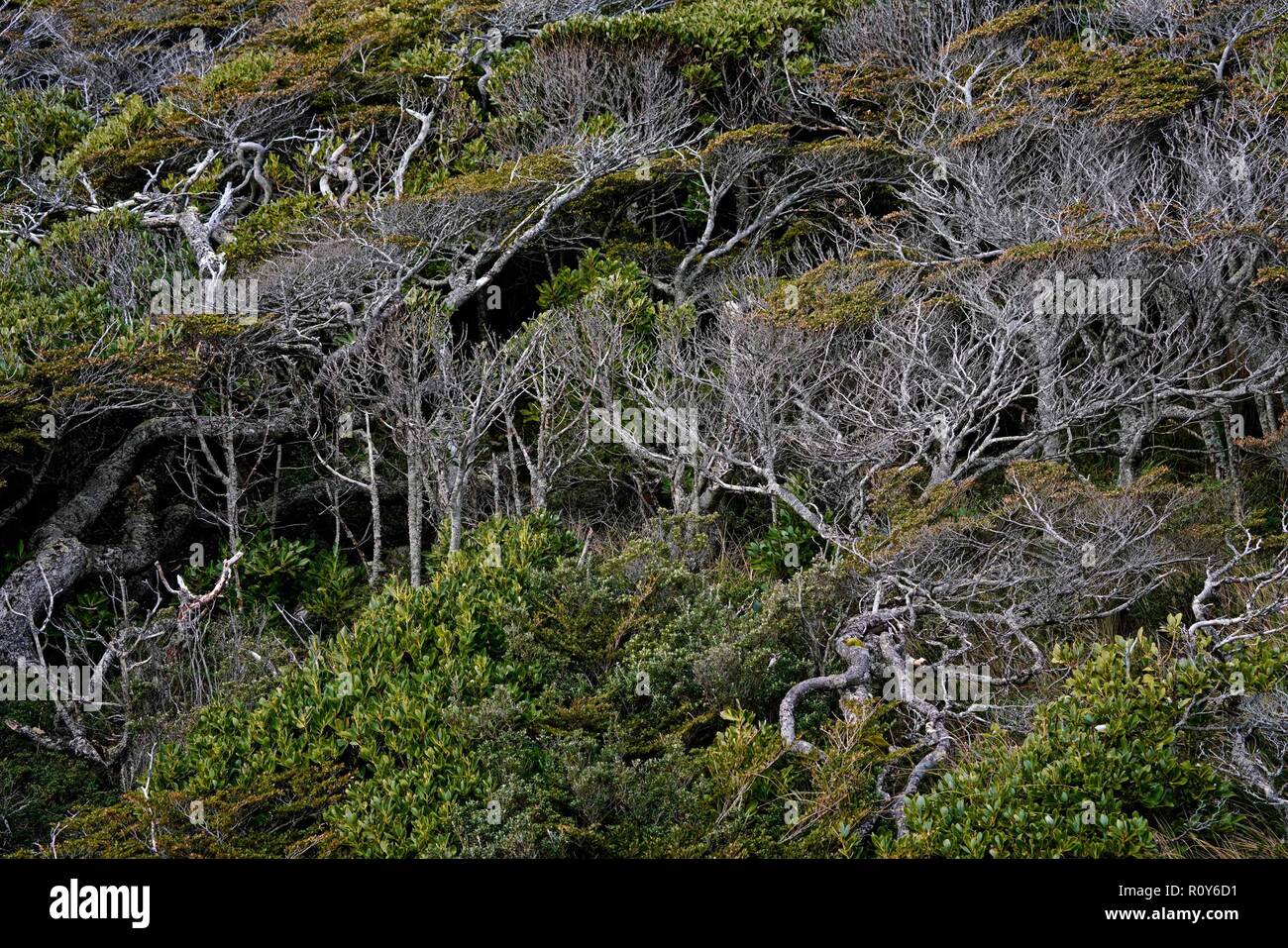 October 23, 2018 - Tierra del Fuego, Argentina - Southern Beech Forest ...