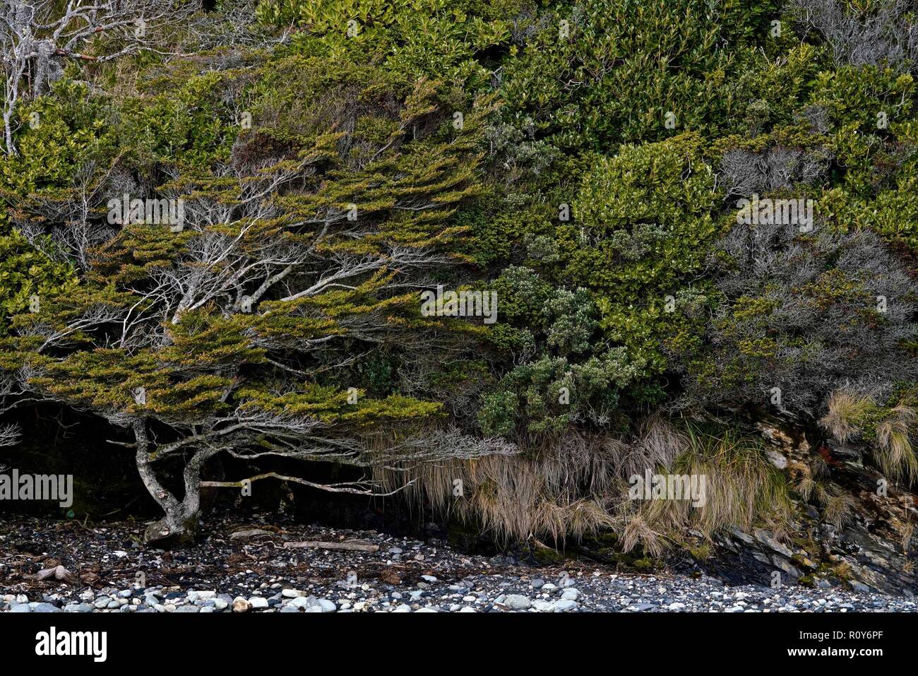 October 23, 2018 - Tierra del Fuego, Argentina - Southern Beech Forest ...