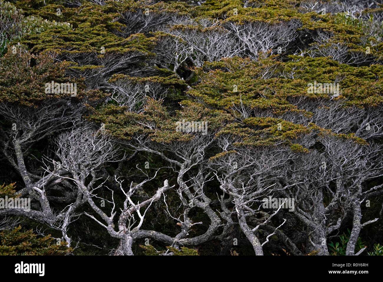 October 23, 2018 - Tierra del Fuego, Argentina - Southern Beech Forest ...