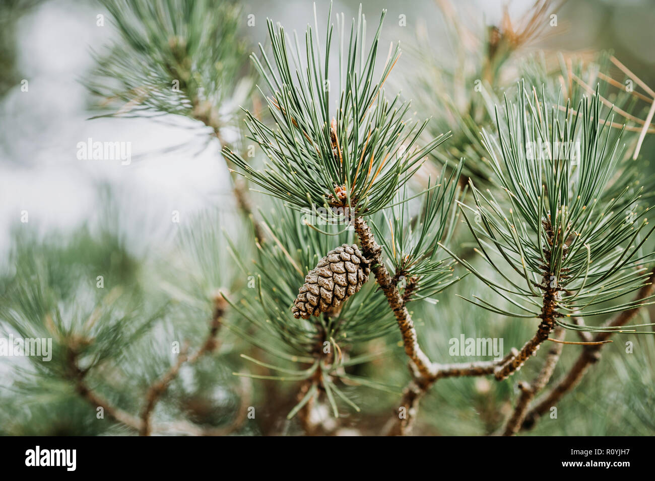 Branches of a coniferous tree Stock Photo - Alamy