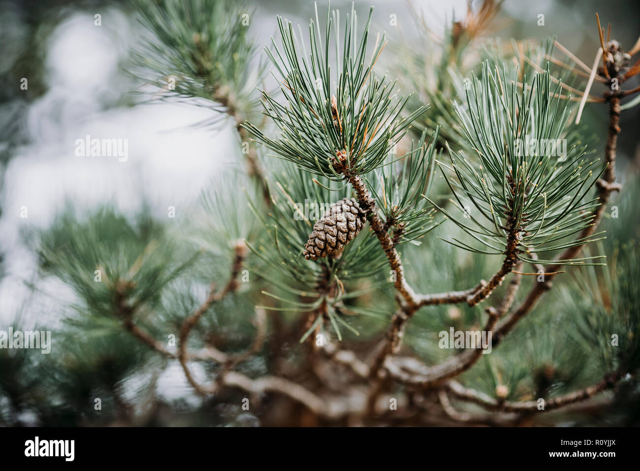 Branches of a coniferous tree Stock Photo - Alamy