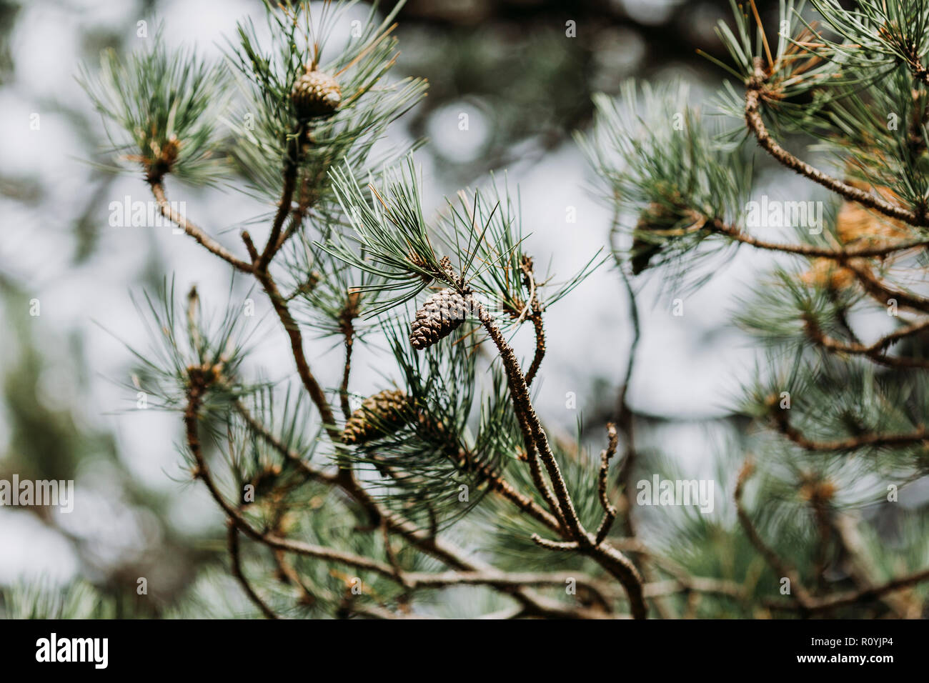 Branches of a coniferous tree Stock Photo - Alamy