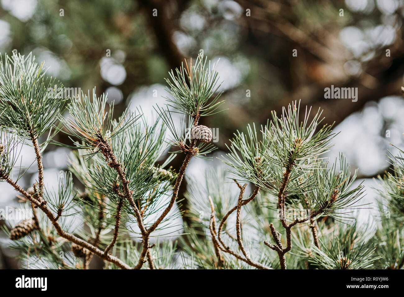 Branches of a coniferous tree Stock Photo - Alamy