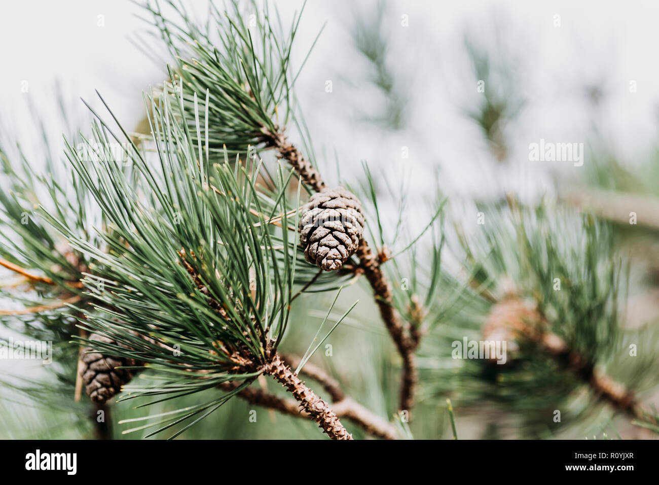 Branches of a coniferous tree Stock Photo - Alamy