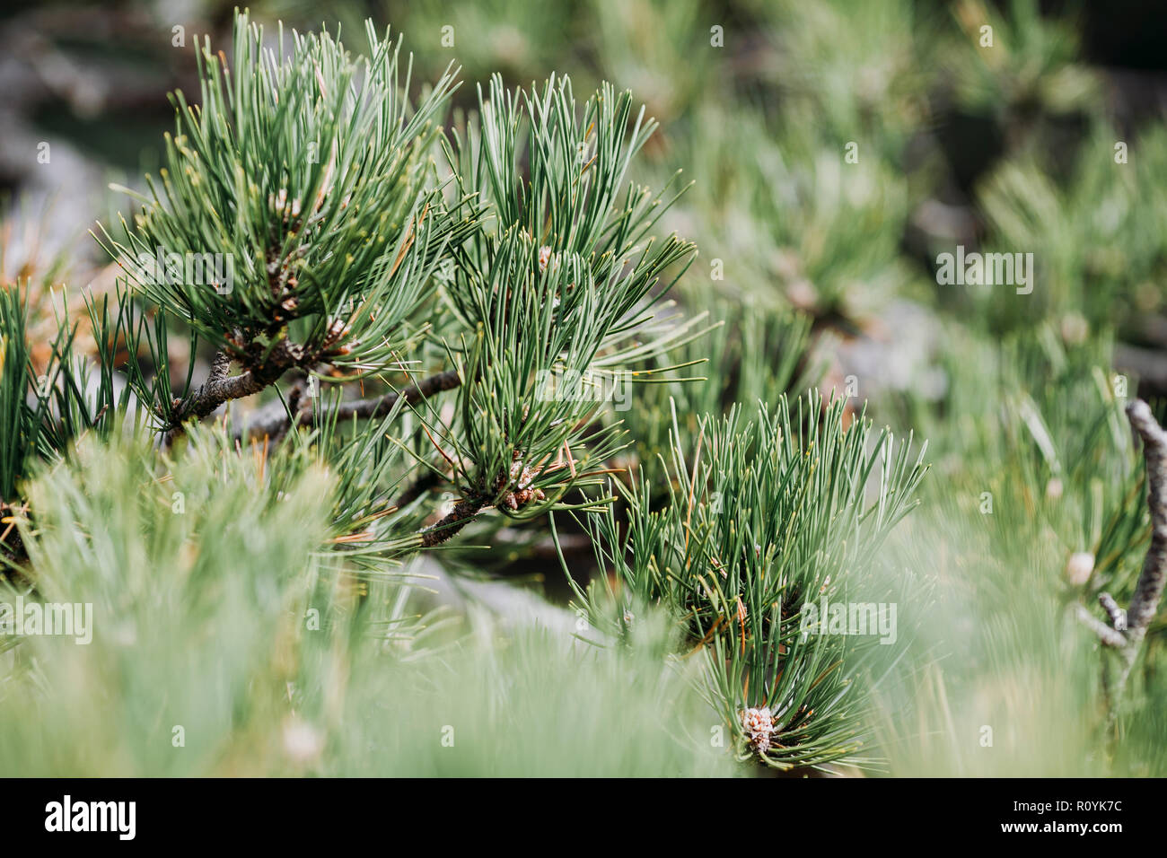 Branches of a coniferous tree Stock Photo - Alamy