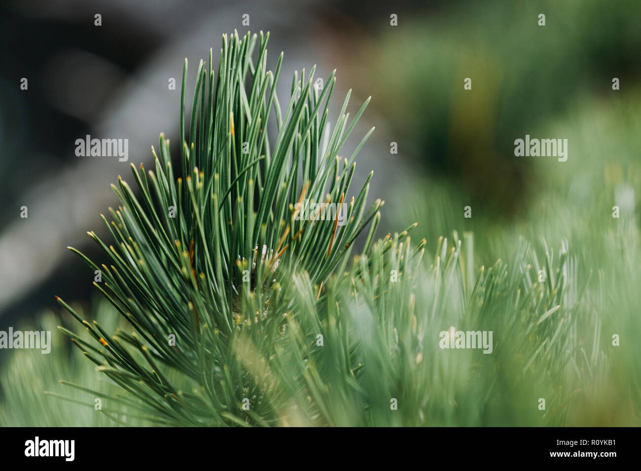 Cone on branches coniferous hi-res stock photography and images - Alamy