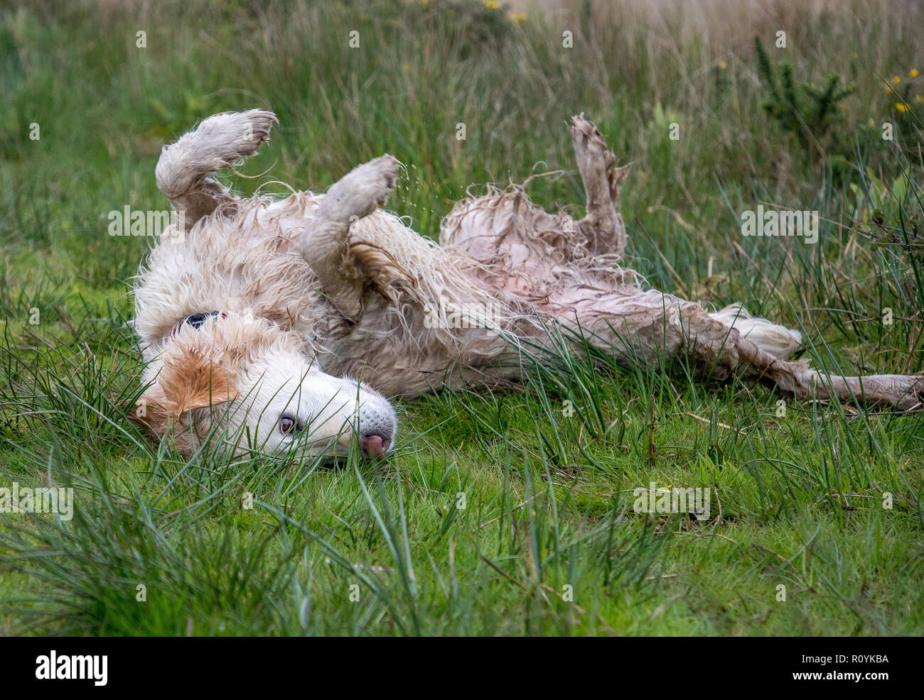 Wet mucky golden retriever dog rolling in grass Stock Photo - Alamy