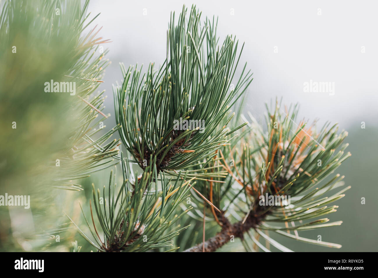 Branches of a coniferous tree Stock Photo - Alamy