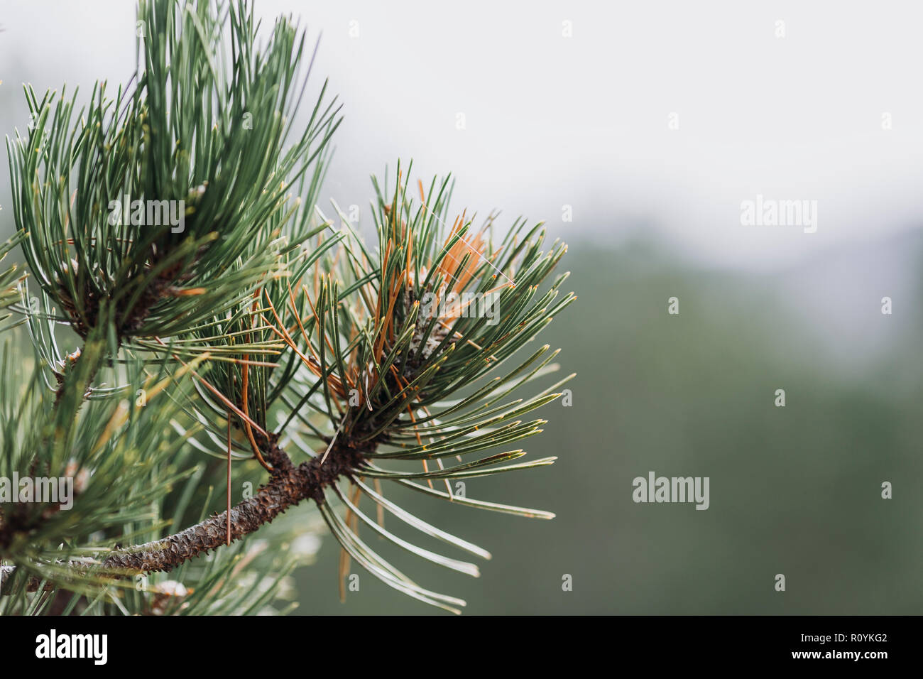Branches of a coniferous tree hi-res stock photography and images - Alamy