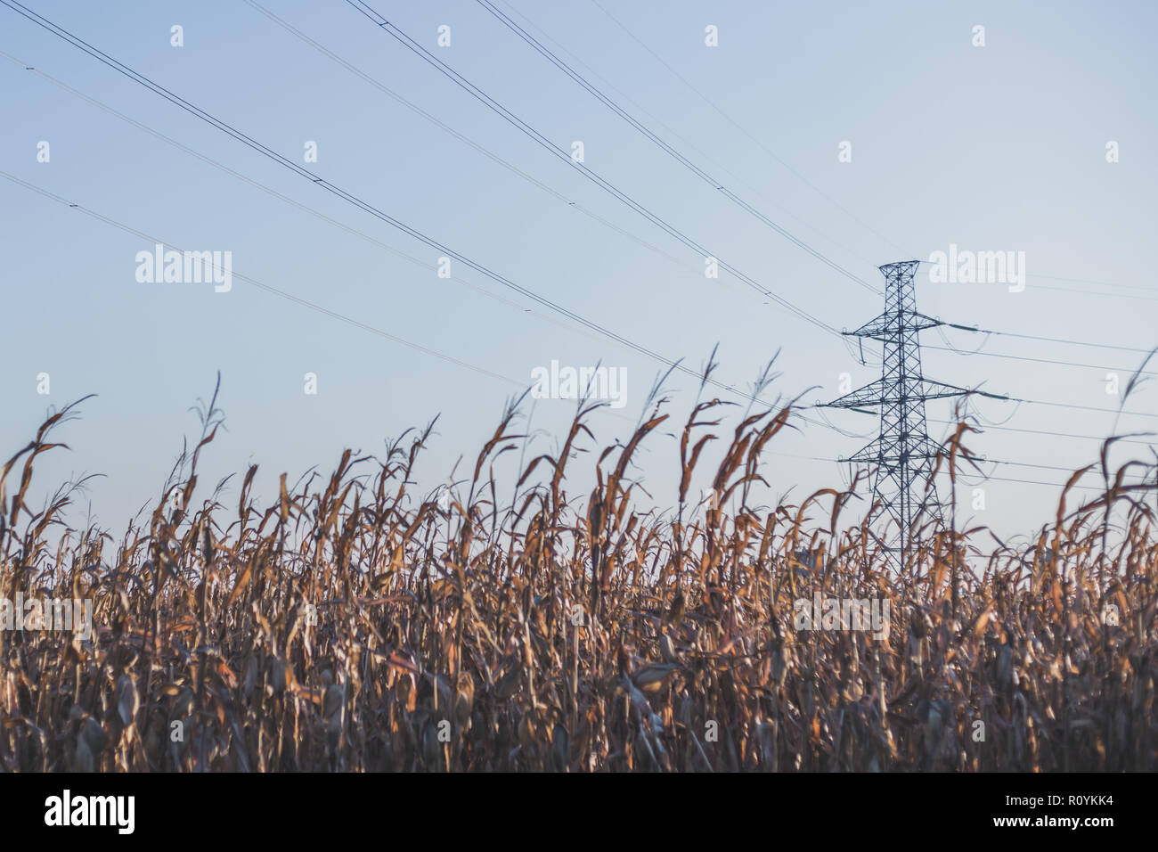 Mature corn hi-res stock photography and images - Alamy