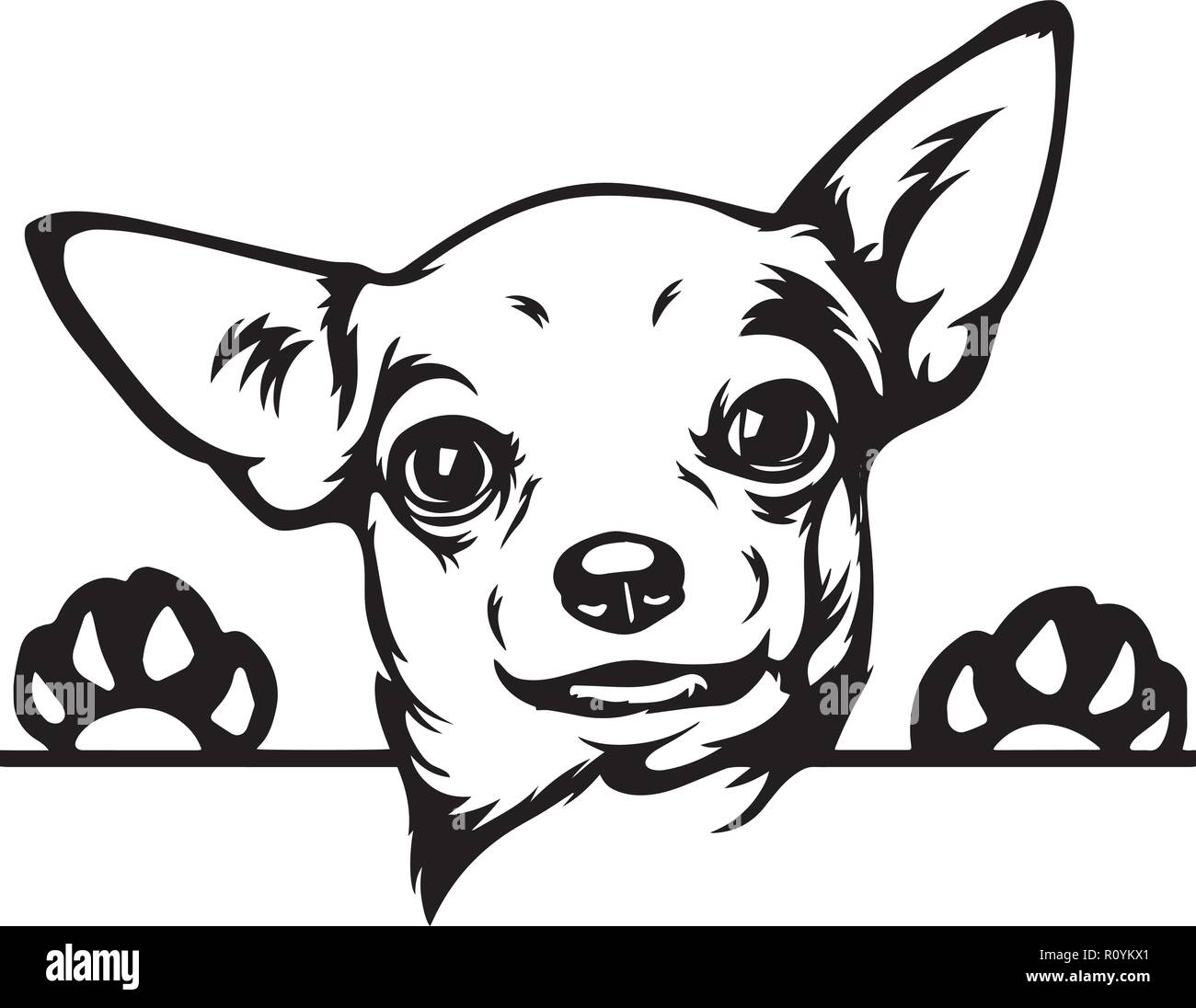 Chihuahua Dog Breed Head Isolated Pedigree Pet Portrait Smiling Happy ...