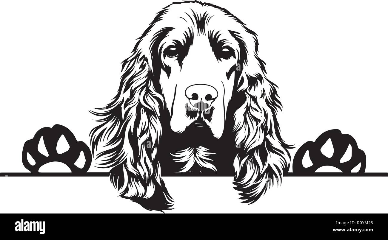 Cocker Spaniel Dog Breed Head Isolated Pedigree Pet Portrait Smiling ...