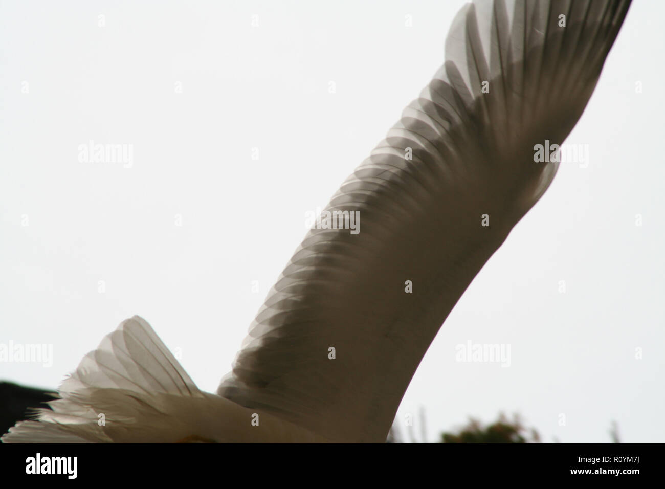 Seagull in flight, detail of the wing Stock Photo - Alamy