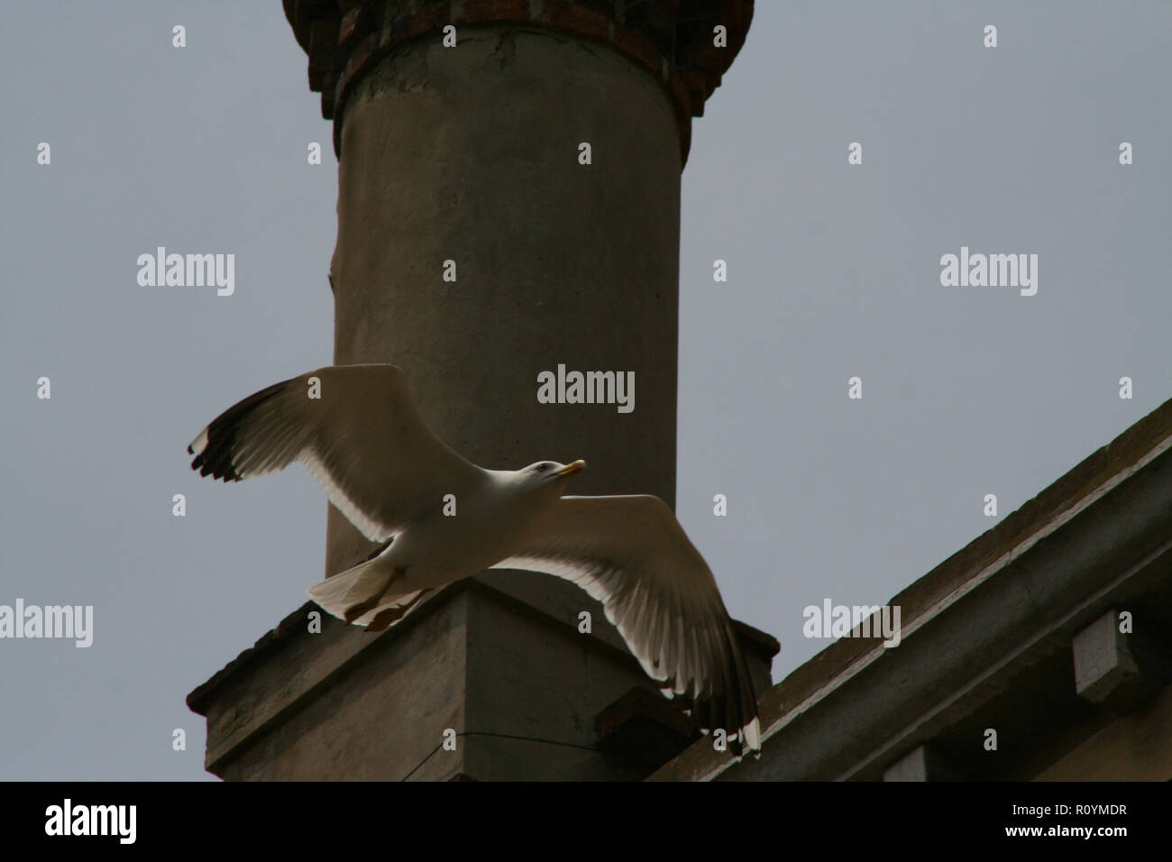 Venice, seagull flying in front of a chimney Stock Photo - Alamy