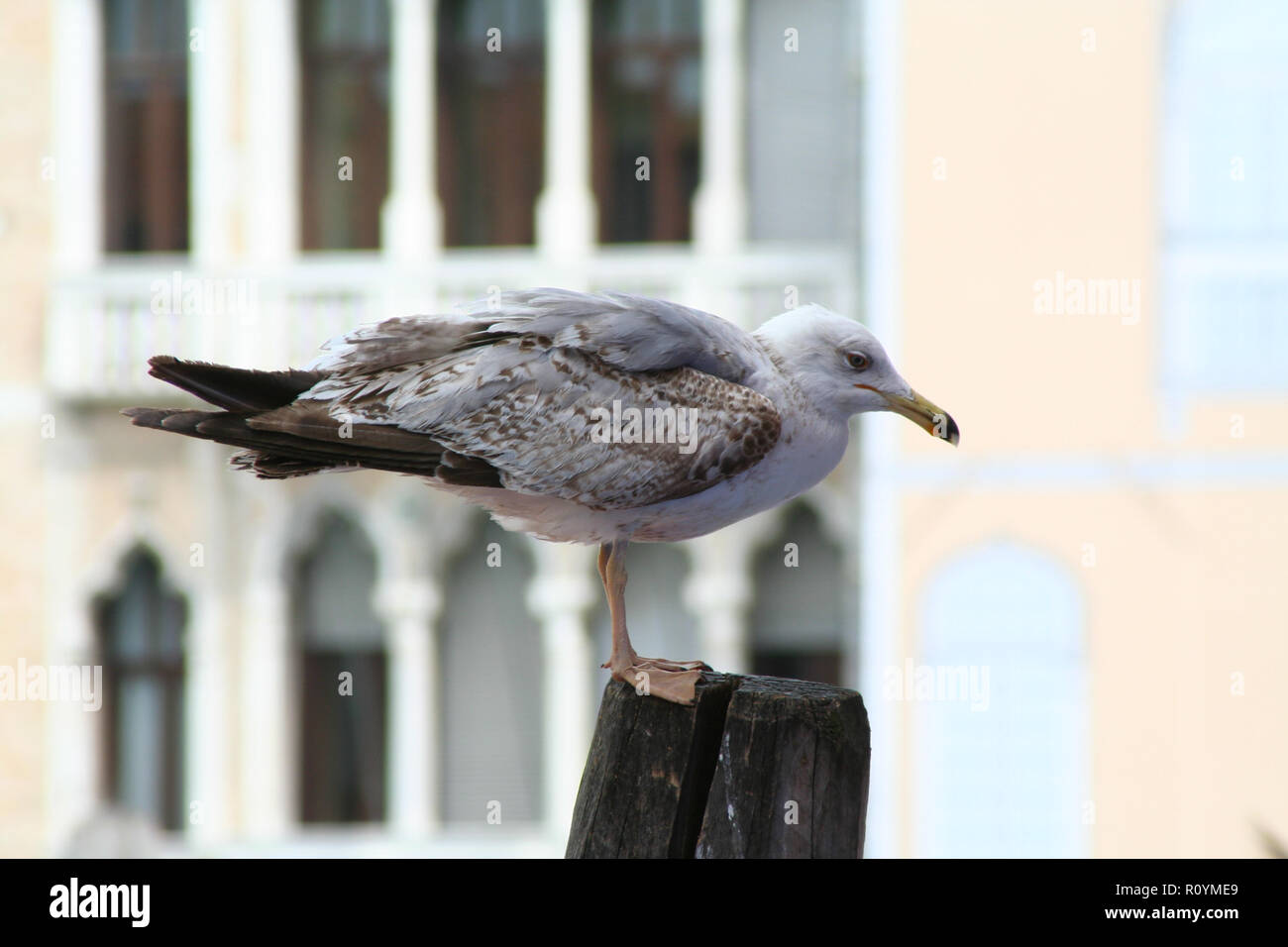 Venice, seagull on a bricola Stock Photo - Alamy