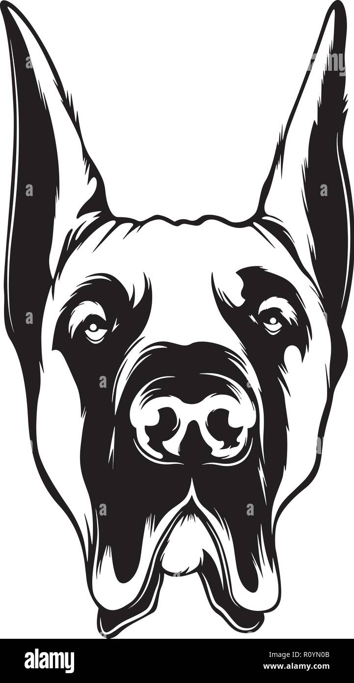Great Dane Dog Breed Head Isolated Pedigree Pet Portrait Smiling Happy ...