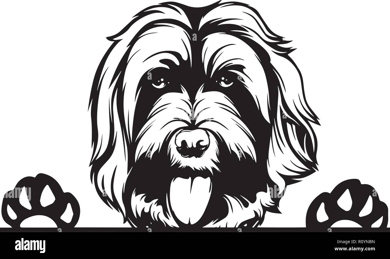 Labradoodle Dog Breed Head Isolated Pedigree Pet Portrait Smiling Happy ...