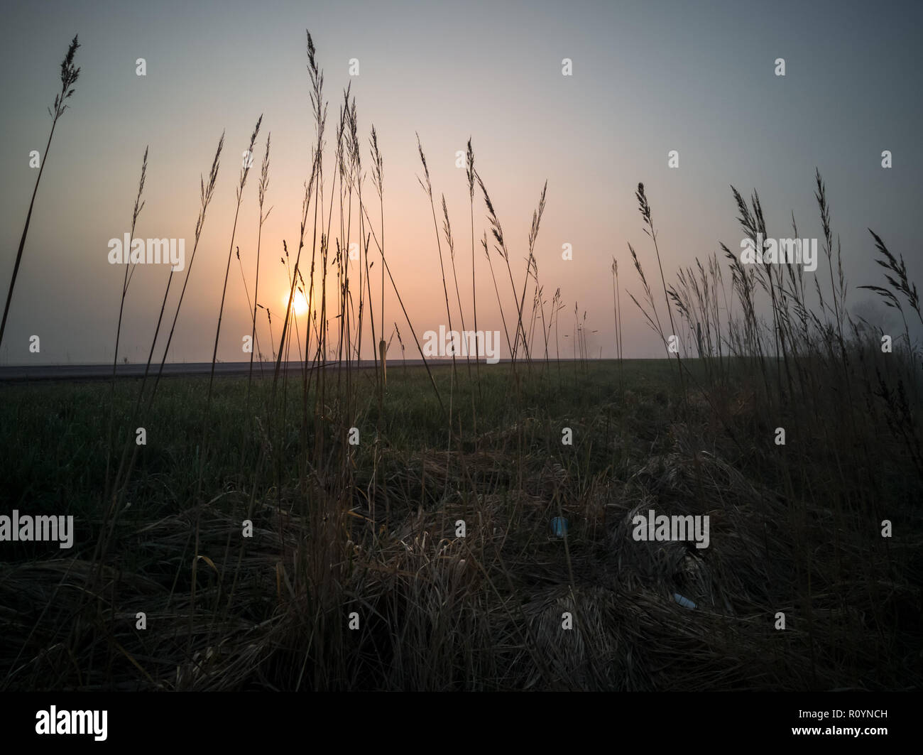 Grass Stalks in an Early Morning Besides Countryside Road with a Heavy ...