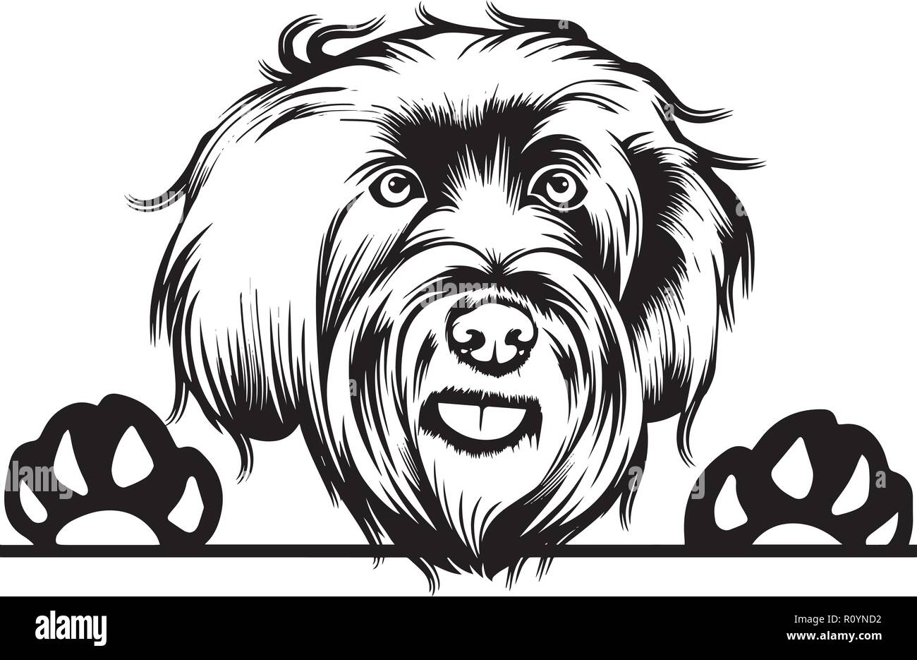 Labradoodle Dog Breed Head Isolated Pedigree Pet Portrait Smiling Happy ...