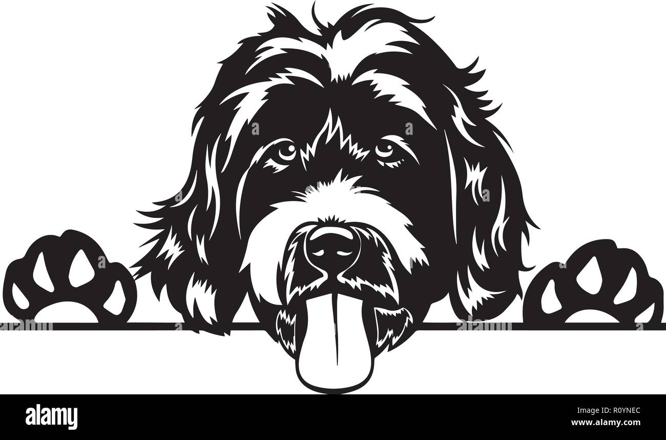 Labradoodle portrait Stock Vector Images - Alamy