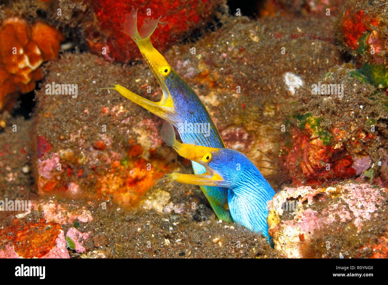 Two Blue Ribbon Eels, Rhinomuraena quaesita, sharing the same burrow ...