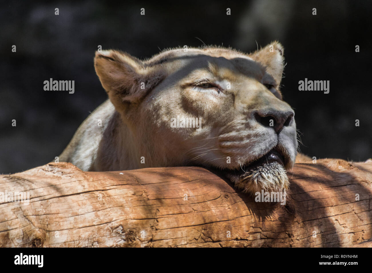 White female lion (panthera leo) sleeping with sunlight with his head ...